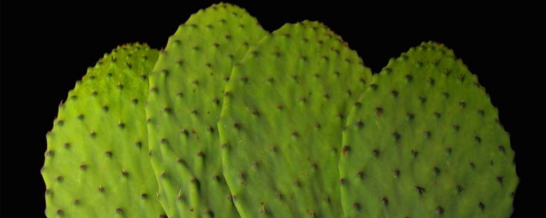 Nopal: Learn the characteristics and benefits of nopal – DMEXICO.com